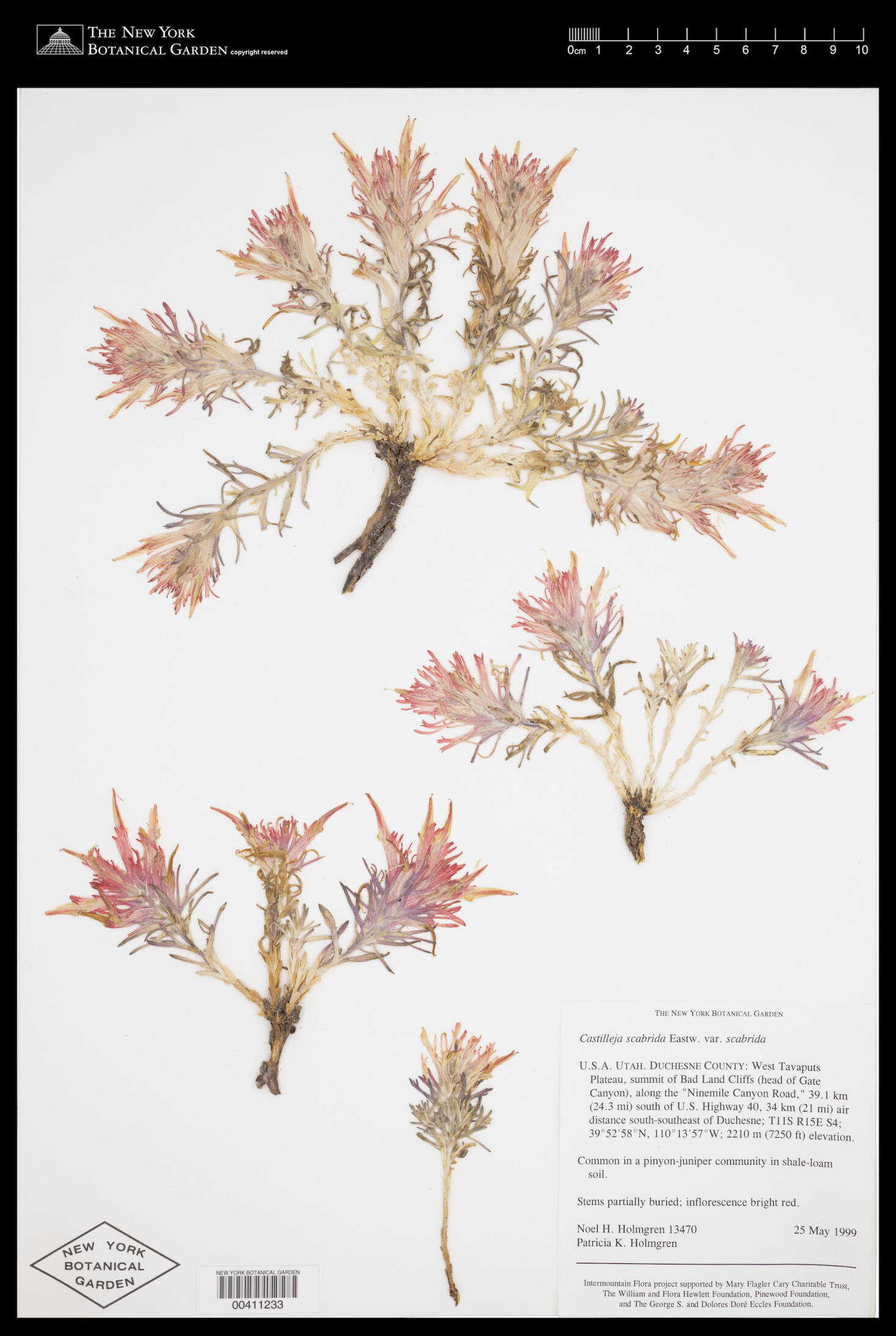 A Museum of Plants: Centuries of Dried Flora and Fungi at the New York ...
