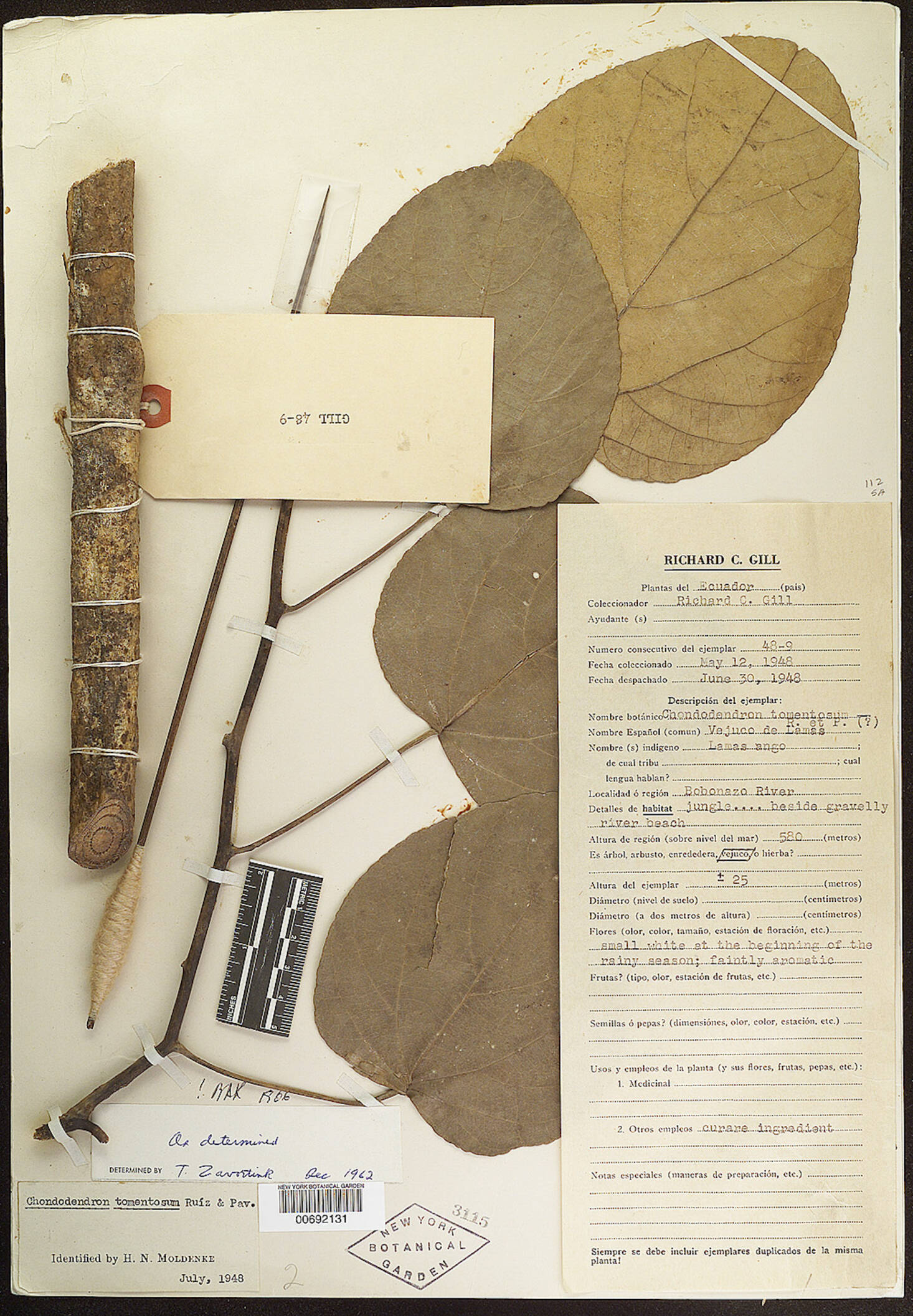 A Museum of Plants: Centuries of Dried Flora and Fungi at the New York ...