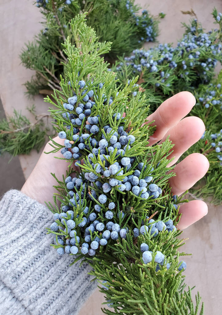 Juniper: A Native Spice on a Tree Near You - Gardenista
