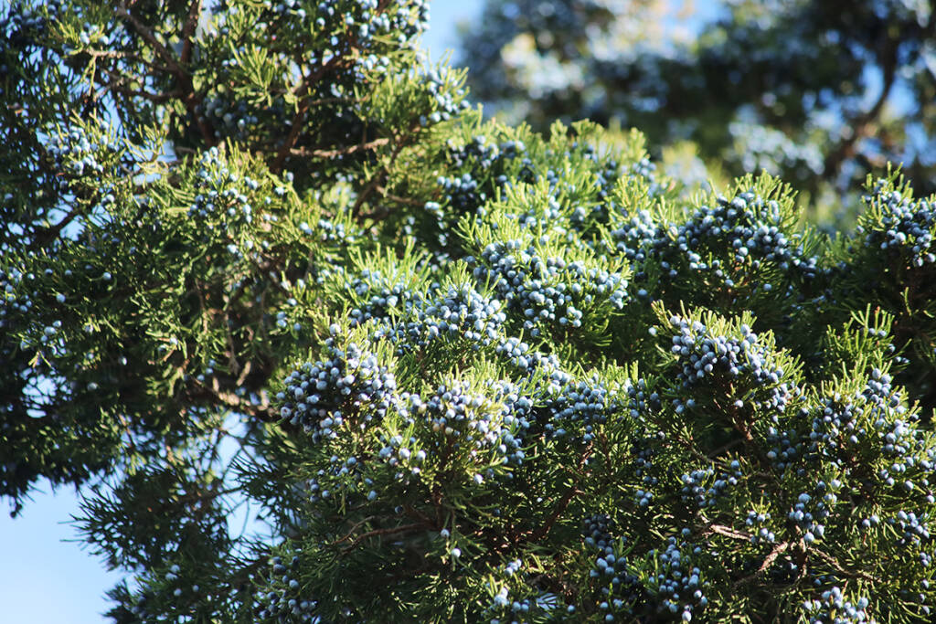 Juniper: A Native Spice on a Tree Near You - Gardenista