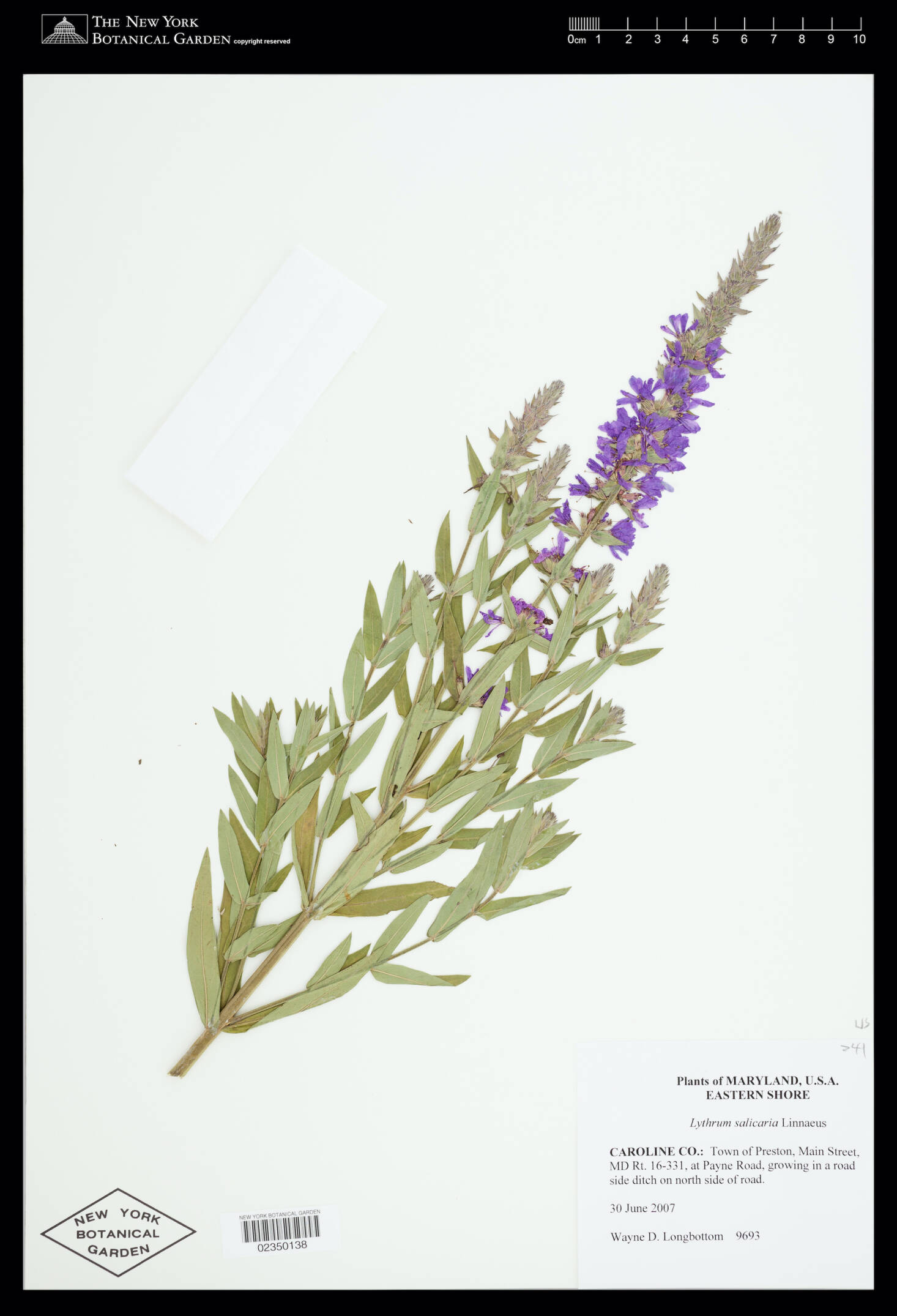 A Museum of Plants: Centuries of Dried Flora and Fungi at the New York ...