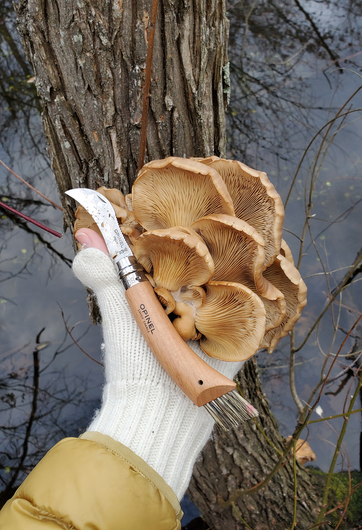 Winter Oyster Mushrooms: A Forageable Succulent Treat - Gardenista