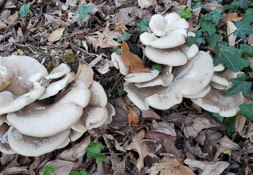 Winter Oyster Mushrooms: A Forageable Succulent Treat - Gardenista