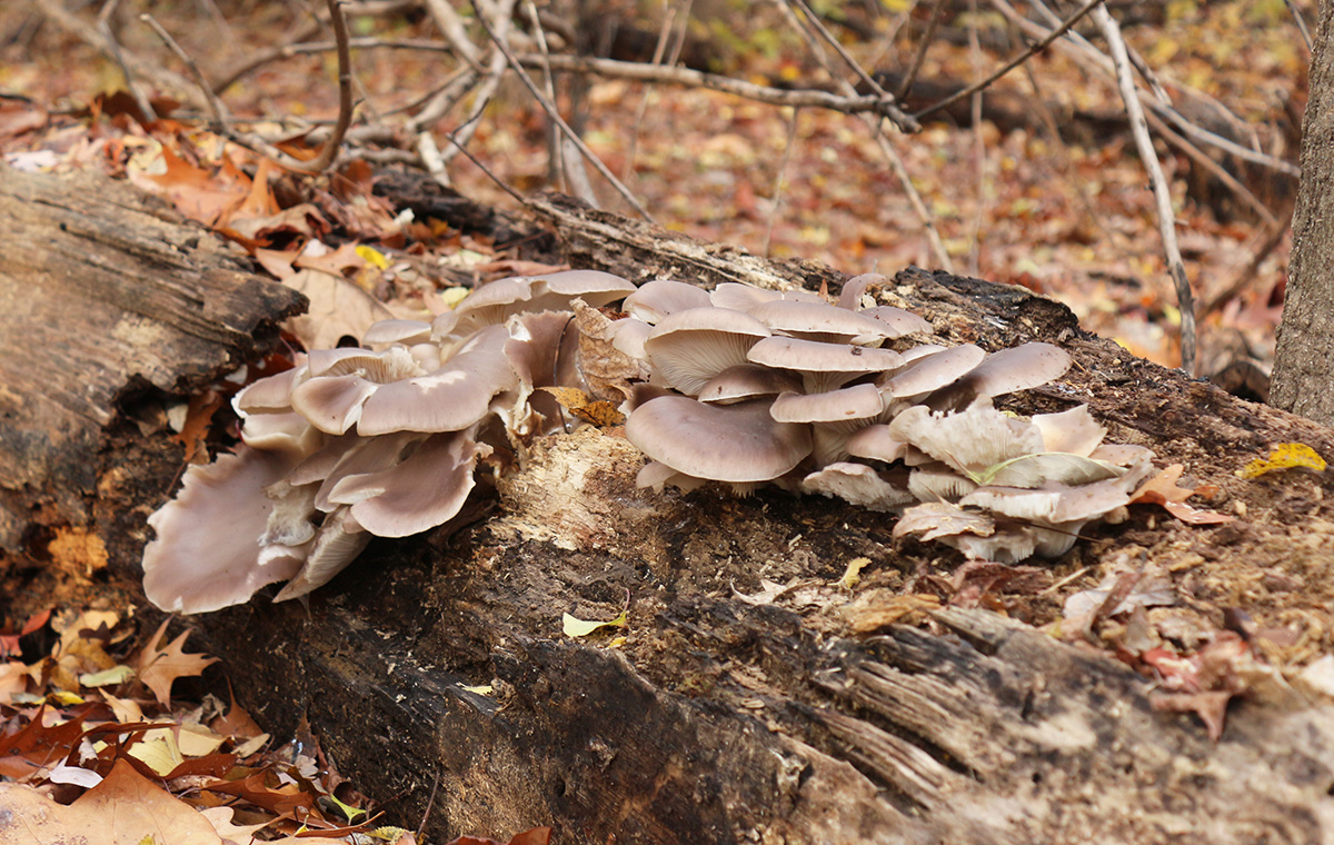 Winter Oyster Mushrooms: A Forageable Succulent Treat - Gardenista