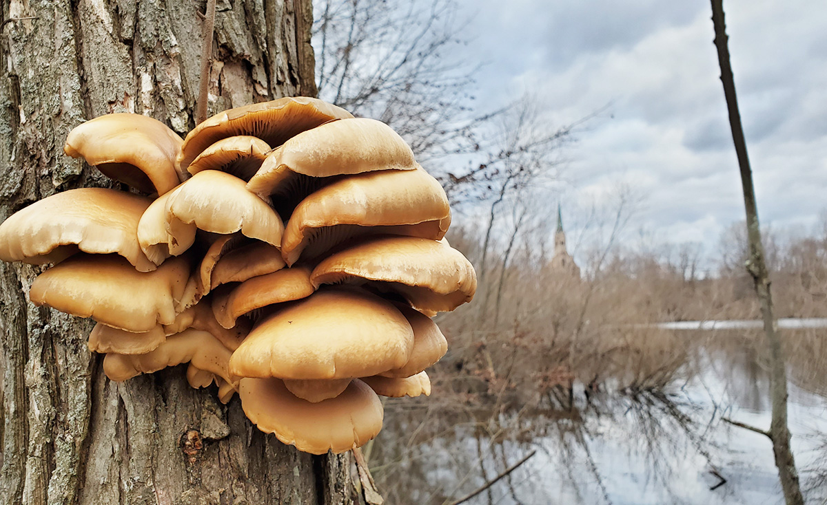 Winter Oyster Mushrooms: A Forageable Succulent Treat - Gardenista