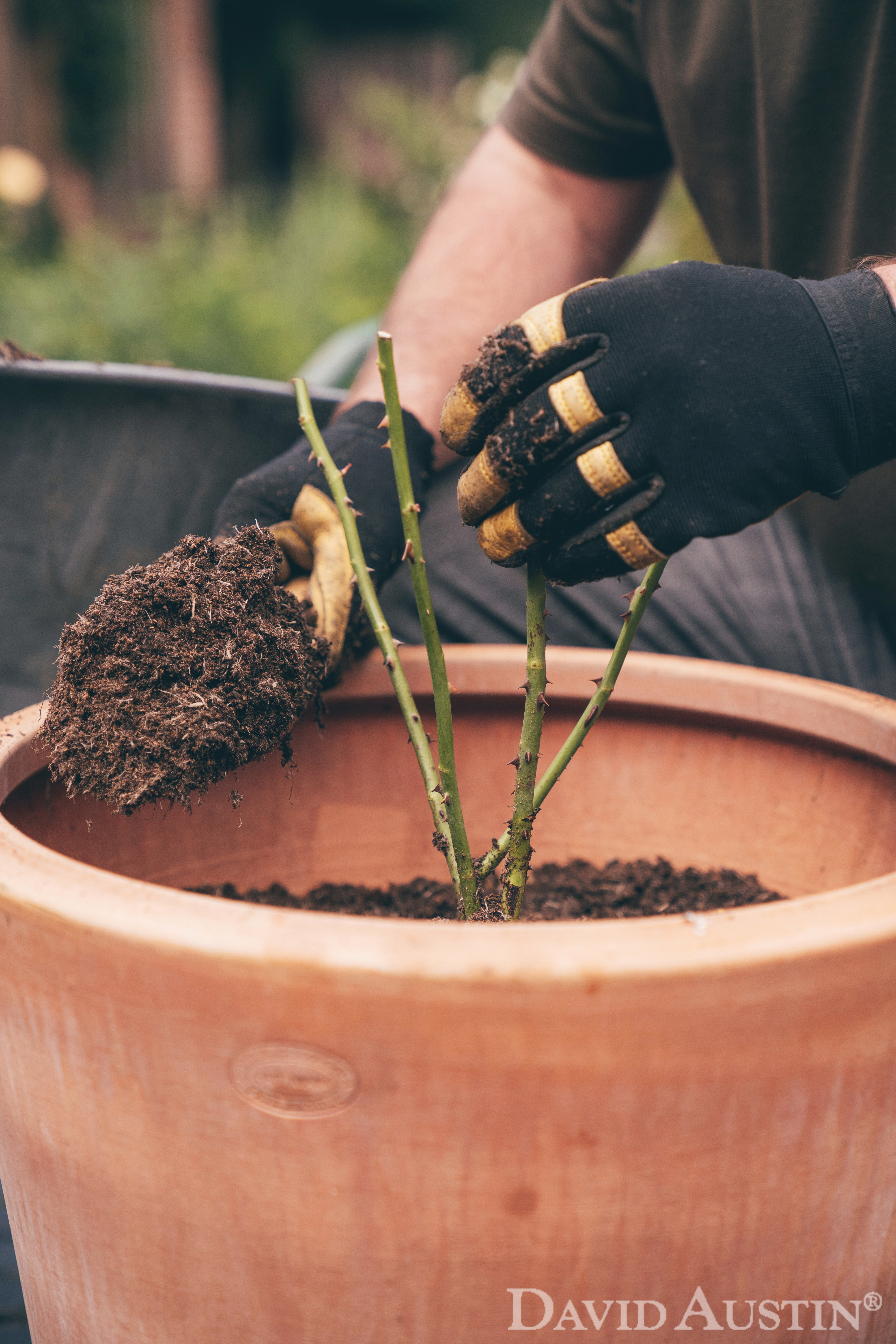 Dreaming of Roses? Now's the Time to Plant Them Bare Root - Gardenista