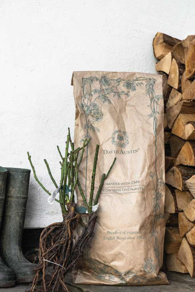 Dreaming of Roses? Now's the Time to Plant Them Bare Root - Gardenista