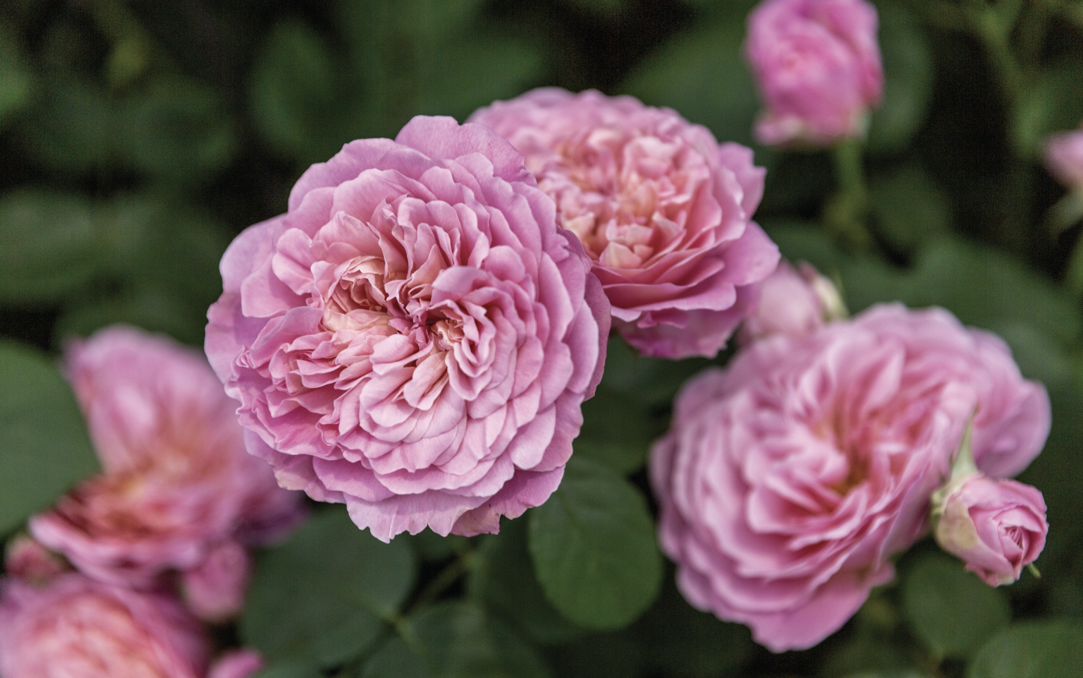 Dreaming of Roses? Now's the Time to Plant Them Bare Root - Gardenista