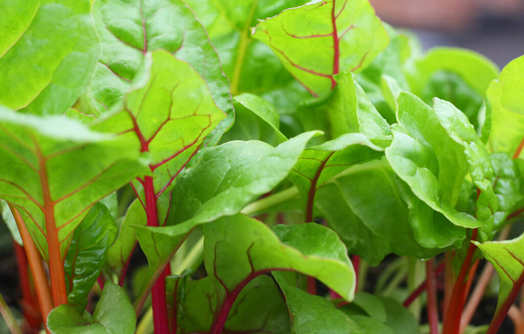 Make the Most of Your Greens: A Recipe for Leafballs - Gardenista