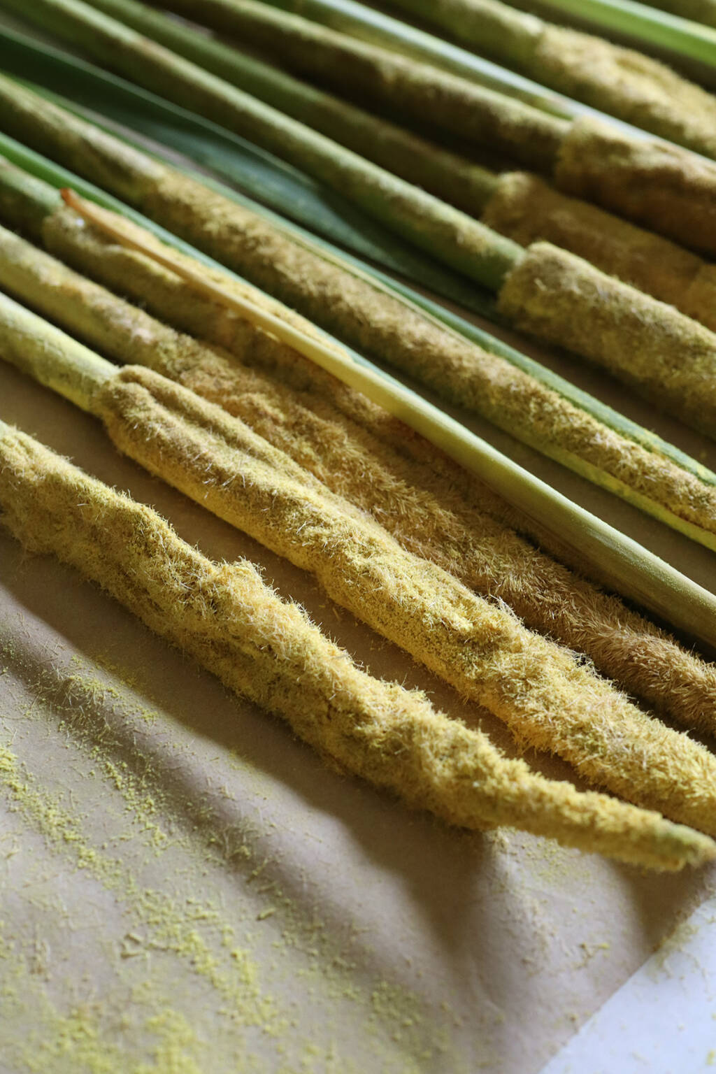 Cattail pollen is a delicious seasonal ingredient, ripe in early summer