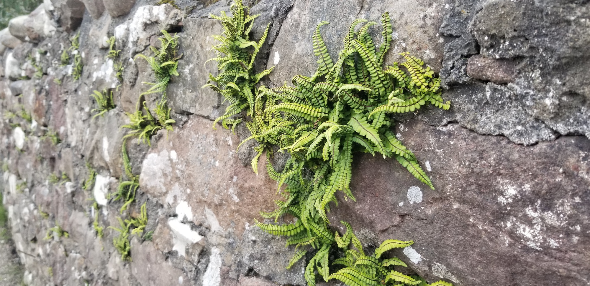 The Garden Decoder: What Is 'Crevice Gardening'? - Gardenista