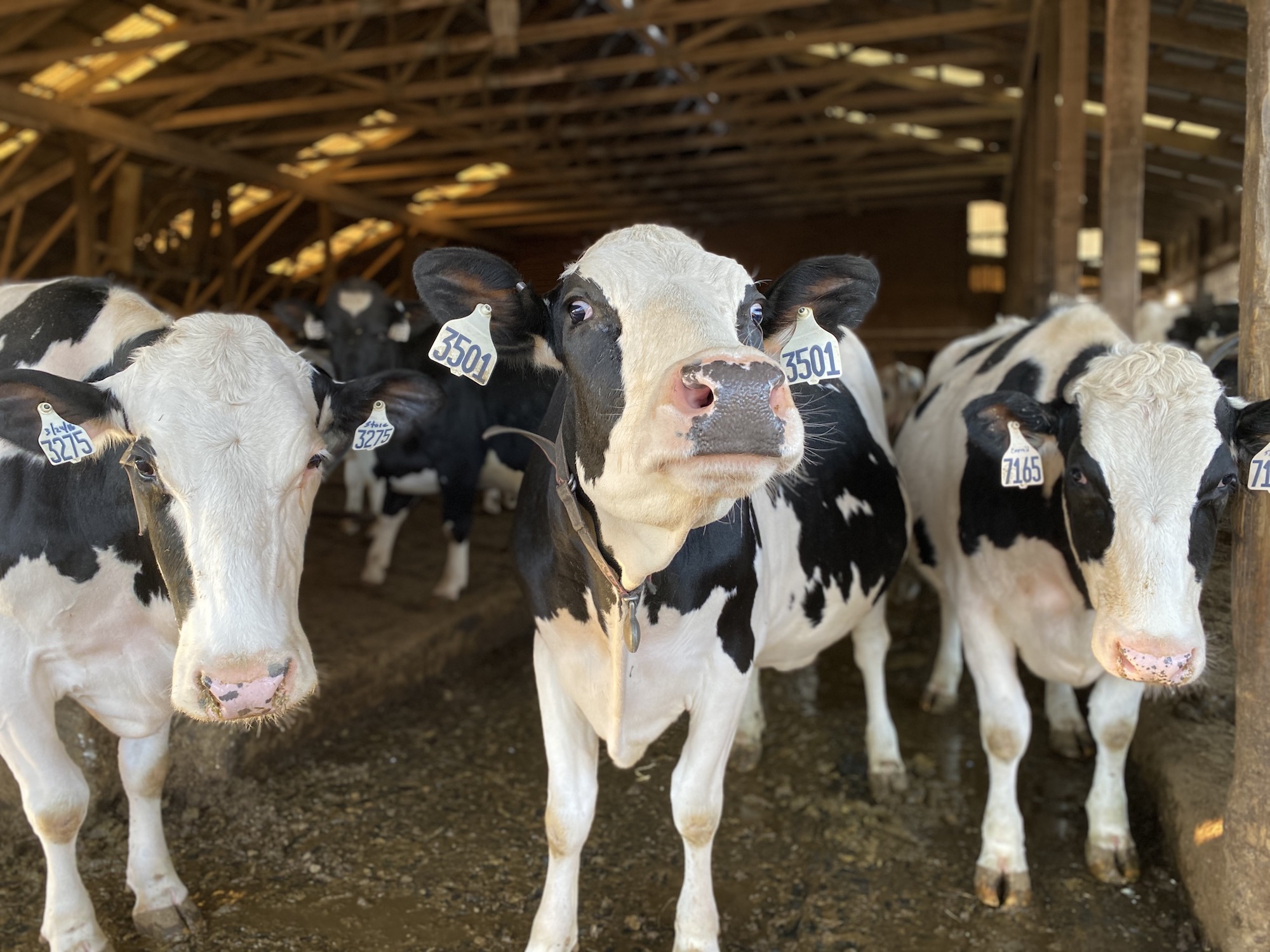 Letter of Recommendation: CowPots, My Seed-Starting Secret Weapon ...