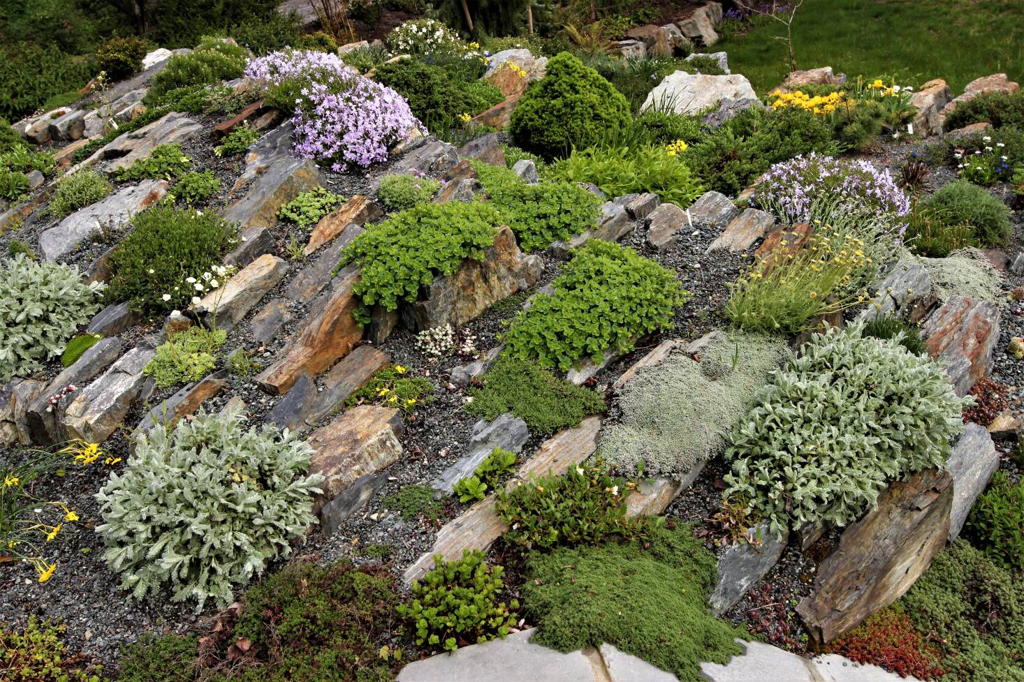 The Garden Decoder: What Is 'Crevice Gardening'? - Gardenista