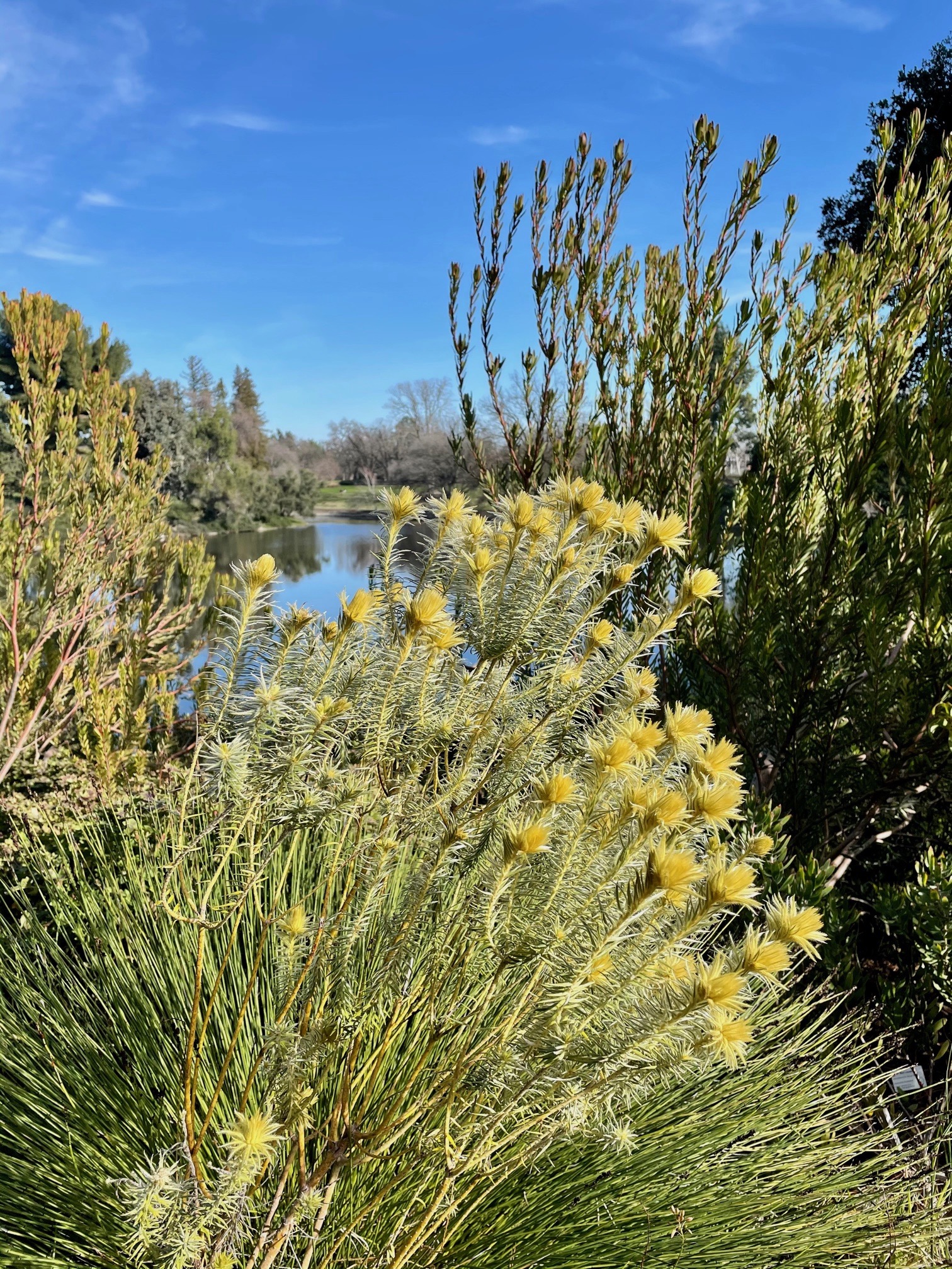 Gardening 101: Featherhead - Gardenista