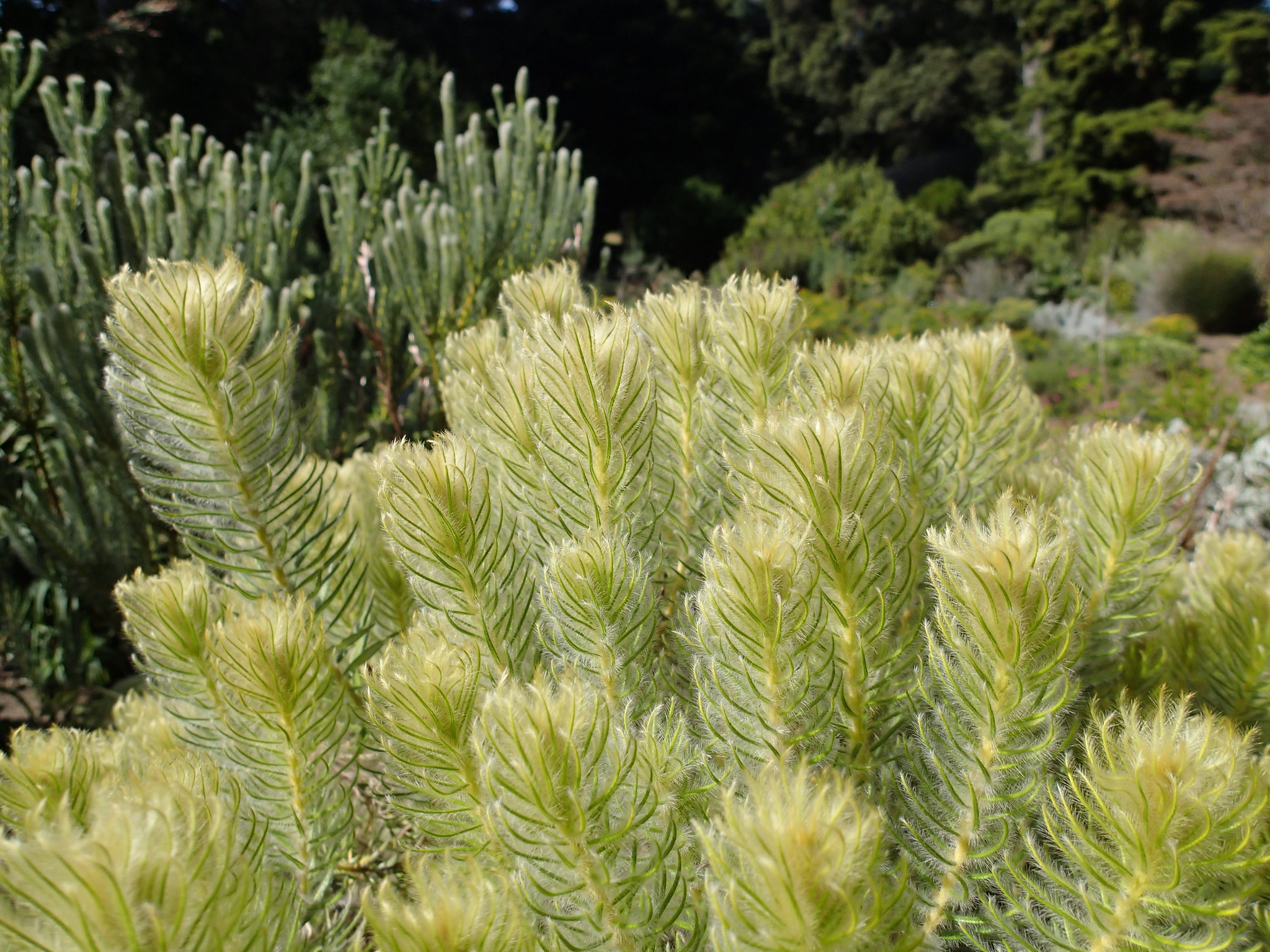 Gardening 101: Featherhead - Gardenista