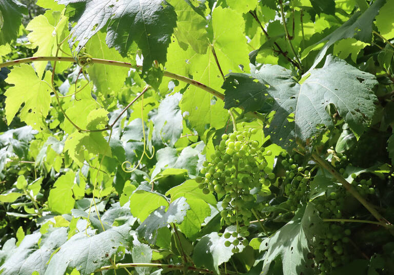 Sour Grapes: An Under-Appreciated Ancient Ingredient - Gardenista