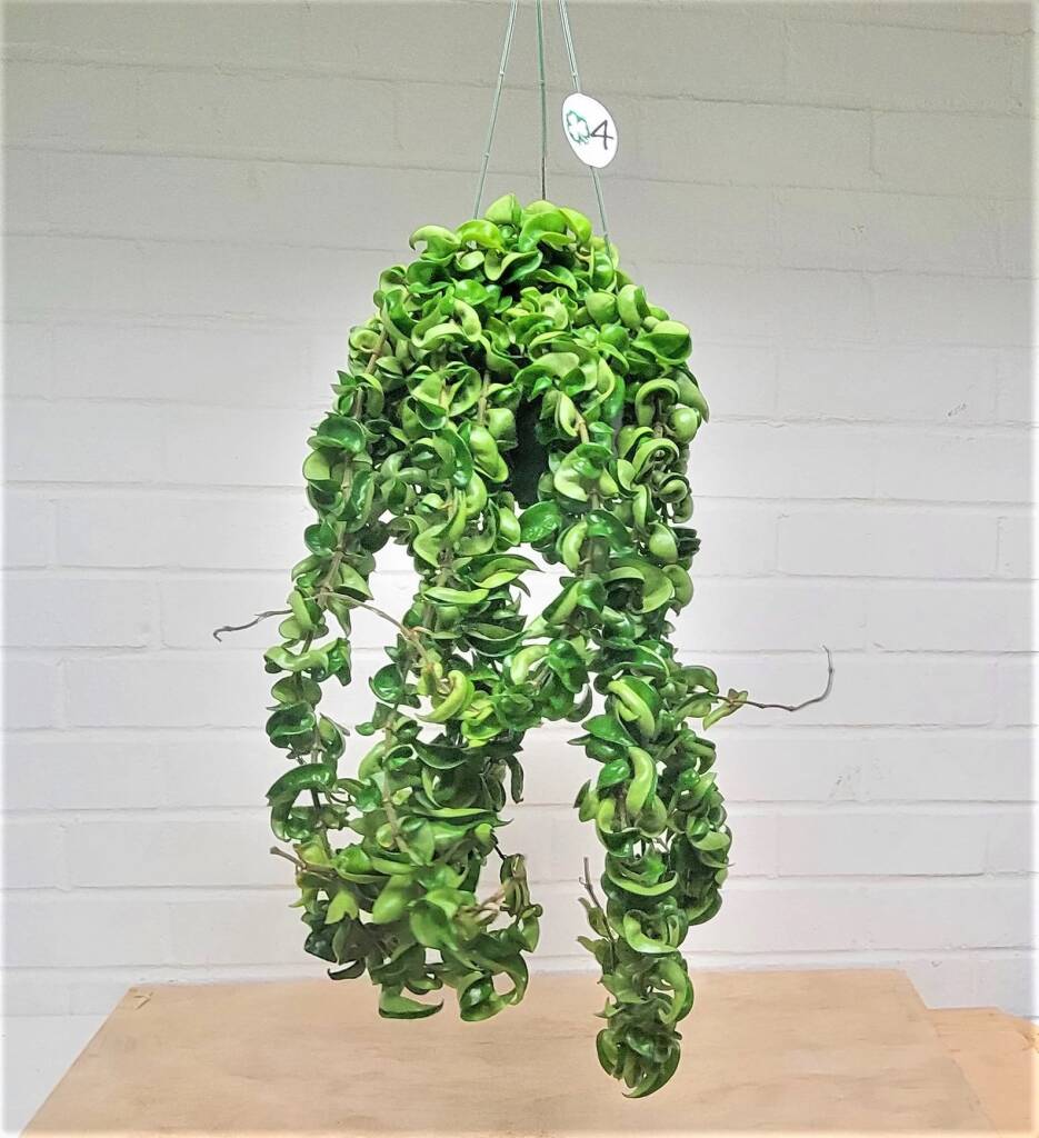 $38,000 for a Houseplant? Ridiculously Expensive Indoor Plants ...