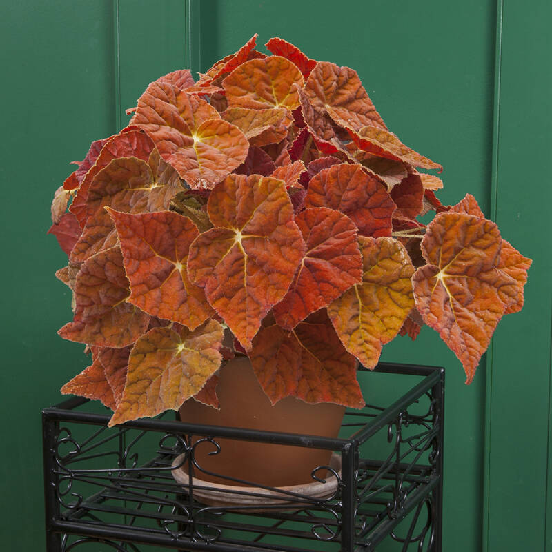 Ask the Expert: 7 Favorite Begonias and How to Care for Them - Gardenista