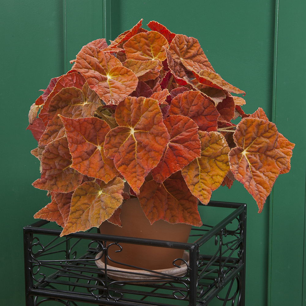 Ask the Expert: 7 Favorite Begonias and How to Care for Them - Gardenista