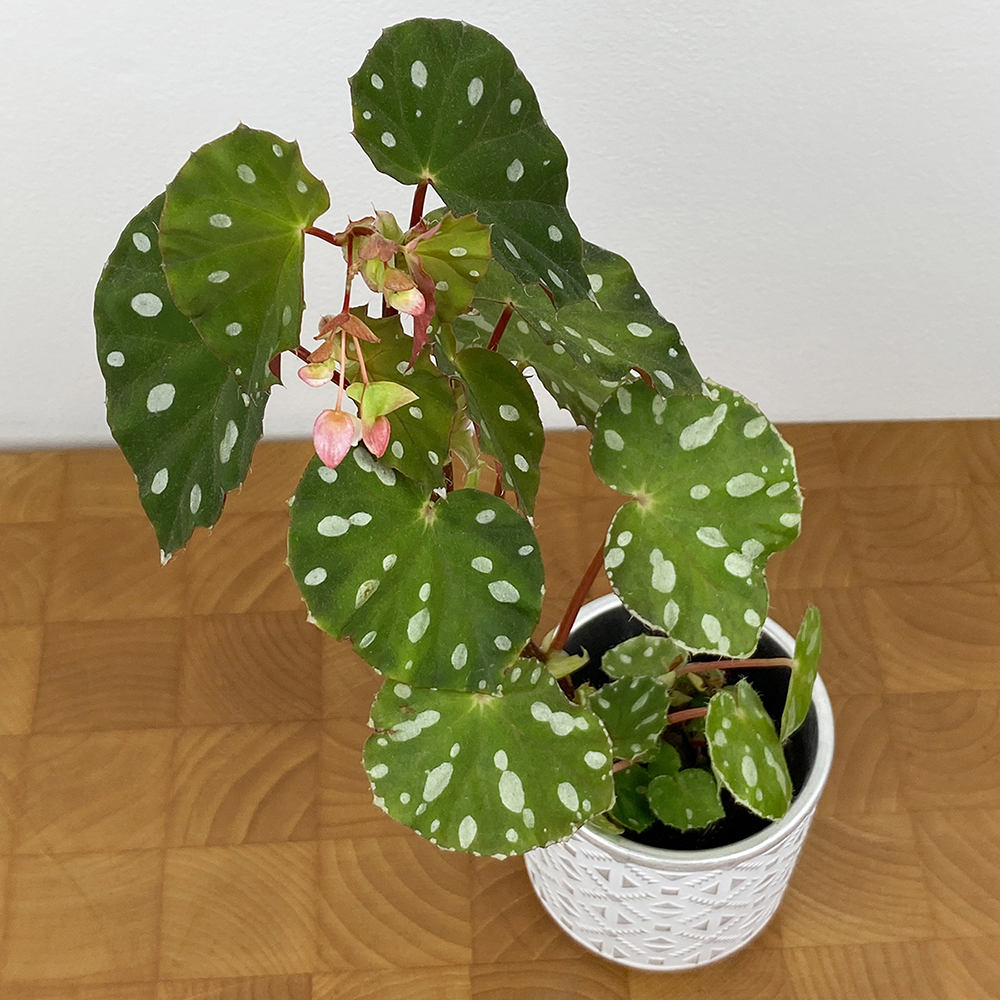 Ask the Expert: 7 Favorite Begonias and How to Care for Them - Gardenista