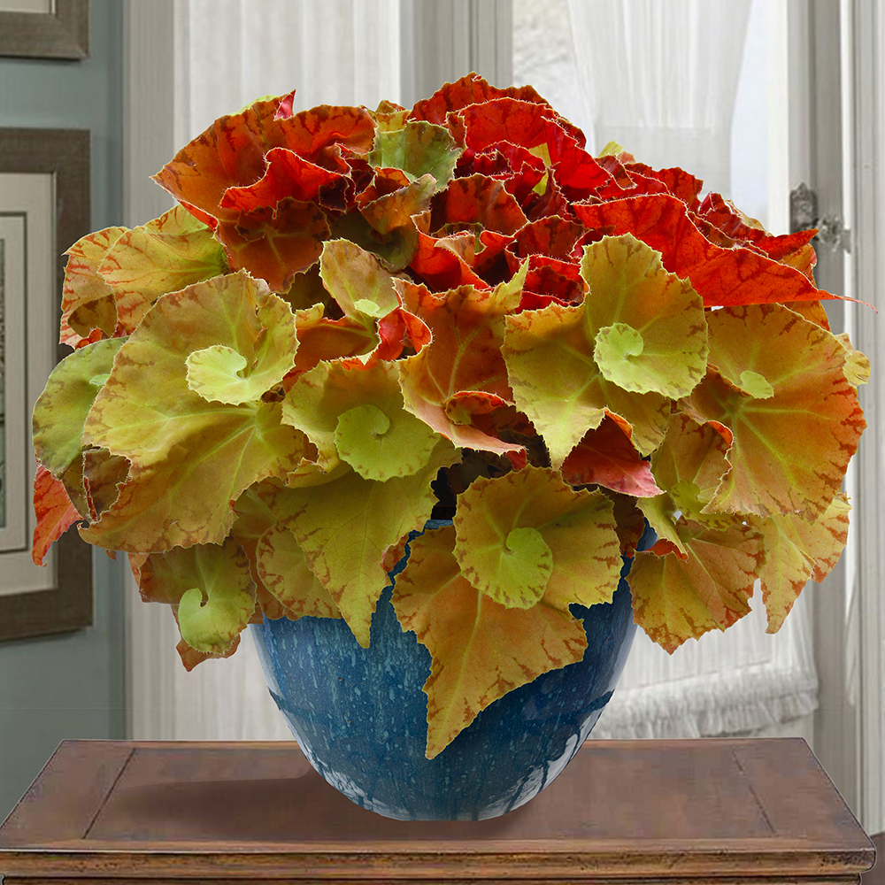 Ask the Expert: 7 Favorite Begonias and How to Care for Them - Gardenista