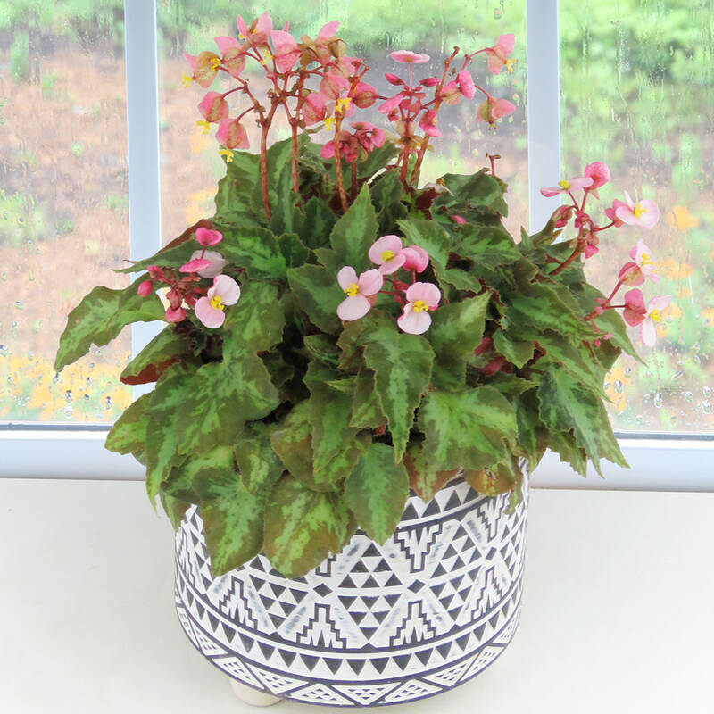 Ask the Expert: 7 Favorite Begonias and How to Care for Them - Gardenista