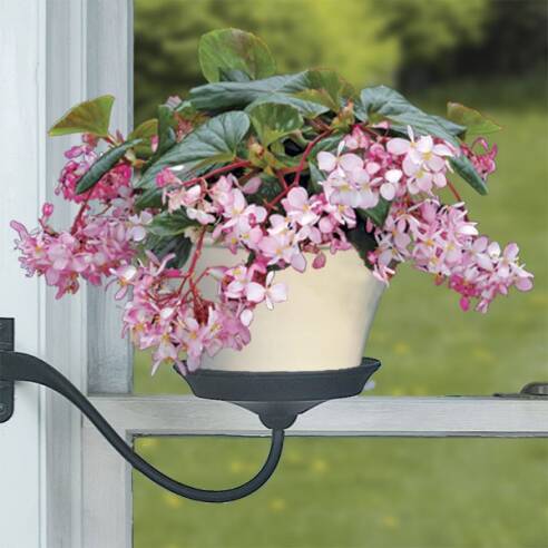 Ask the Expert: 7 Favorite Begonias and How to Care for Them - Gardenista