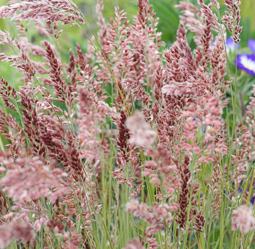 Gardening 101: Ruby Grass - Gardenista