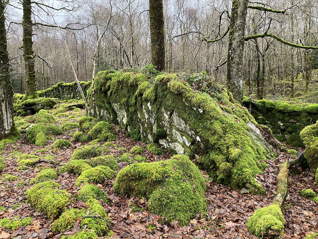 Demystifying Moss: What Is the Point of It, Anyway? - Gardenista