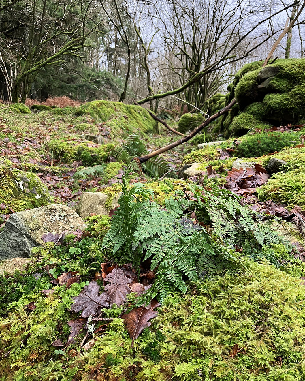 Demystifying Moss: What Is the Point of It, Anyway? - Gardenista