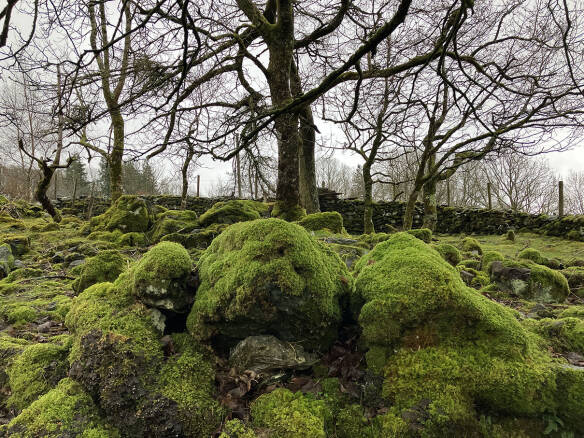 Demystifying Moss: What Is the Point of It, Anyway? - Gardenista
