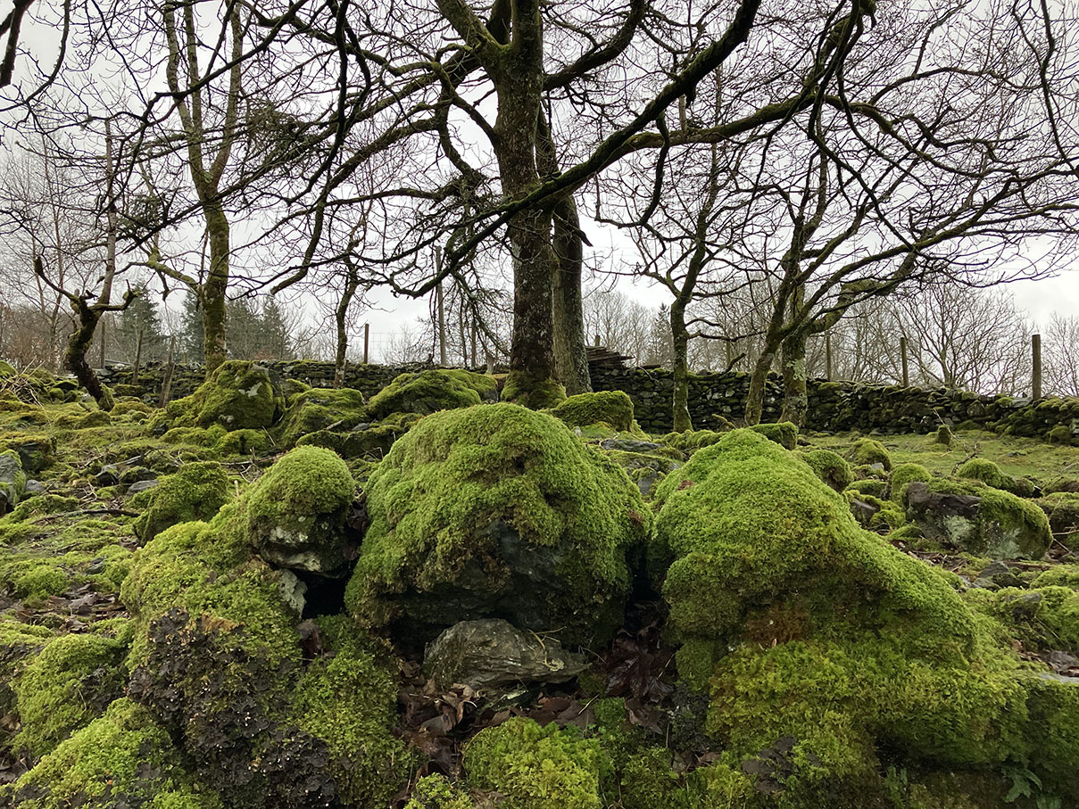Demystifying Moss: What Is the Point of It, Anyway? - Gardenista