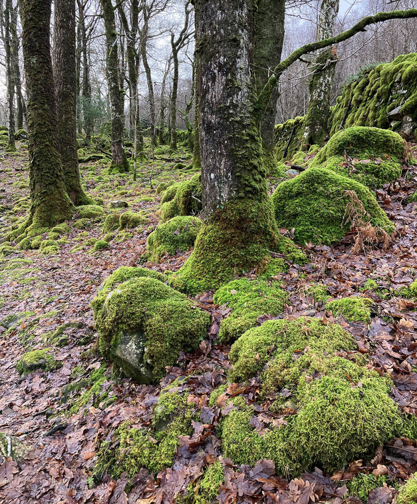 Demystifying Moss: What Is the Point of It, Anyway? - Gardenista