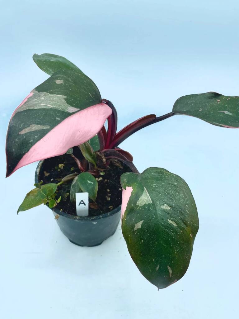 $38,000 for a Houseplant? Ridiculously Expensive Indoor Plants ...