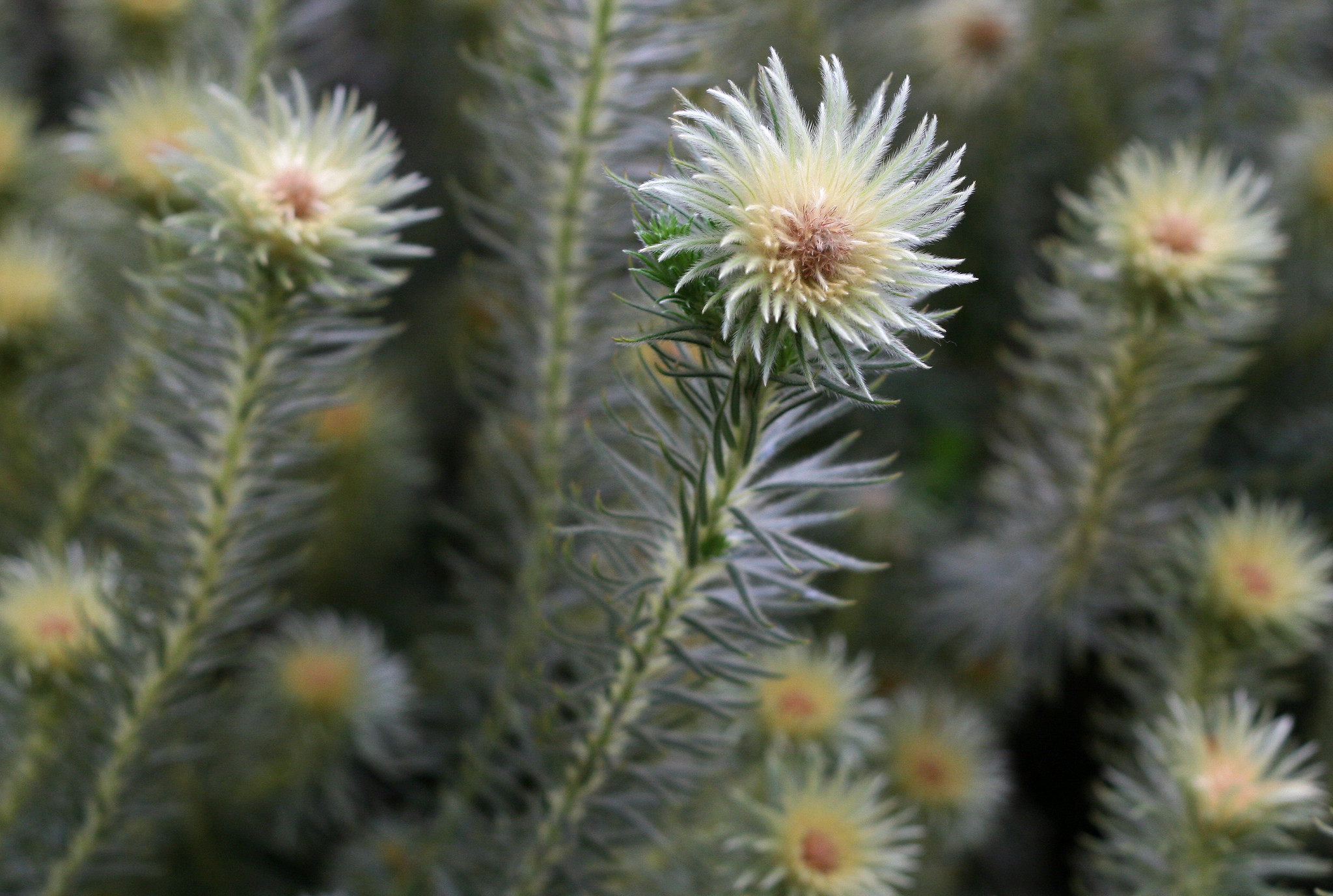 Gardening 101: Featherhead - Gardenista