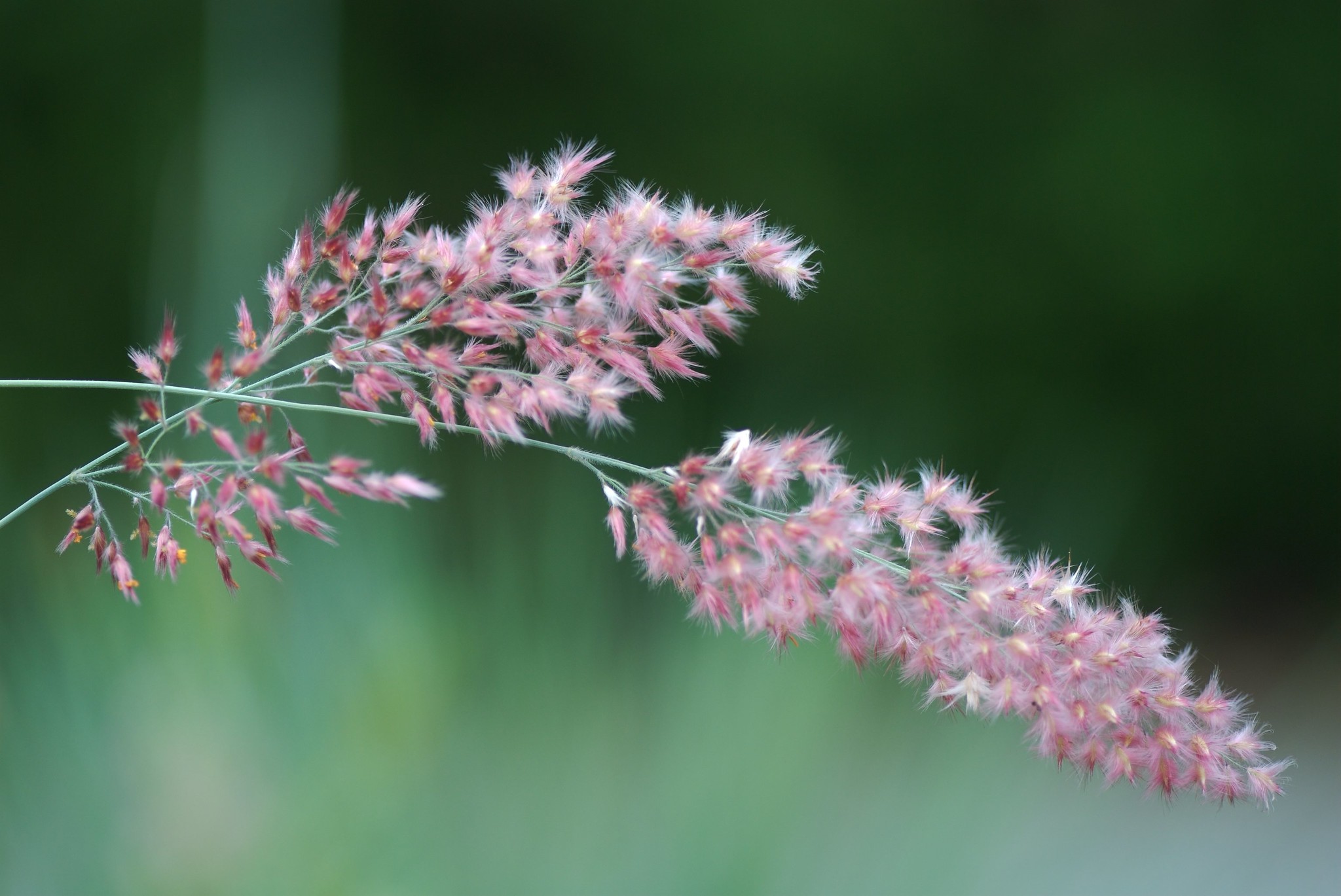 Gardening 101: Ruby Grass - Gardenista