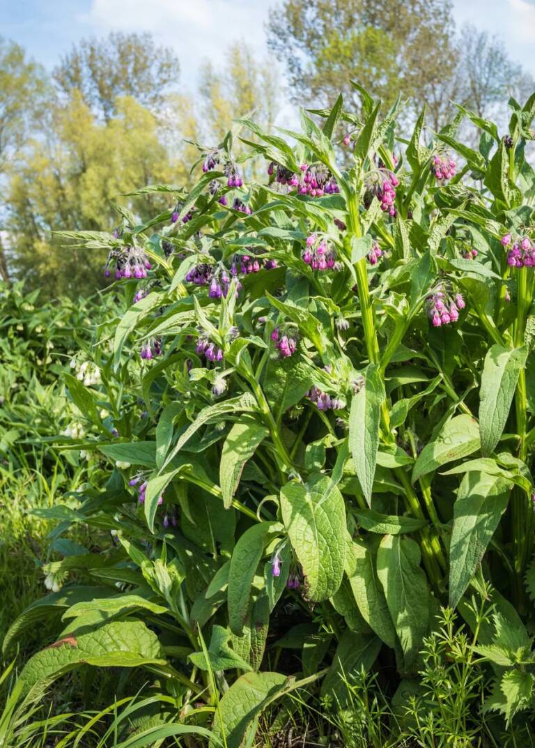 Gardening 101: Comfrey - Gardenista