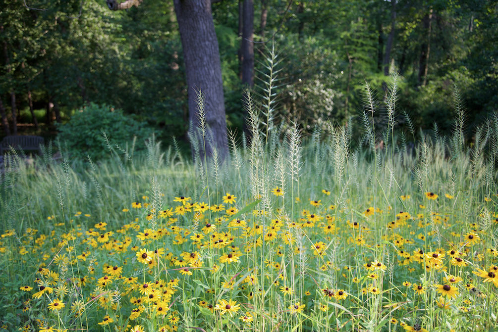 Garden Visit: Refugia's Quiet Revolution in Philadelphia's Suburbs ...