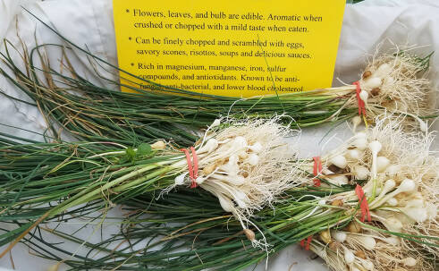Field garlic is more sustainable than native wild ramps
