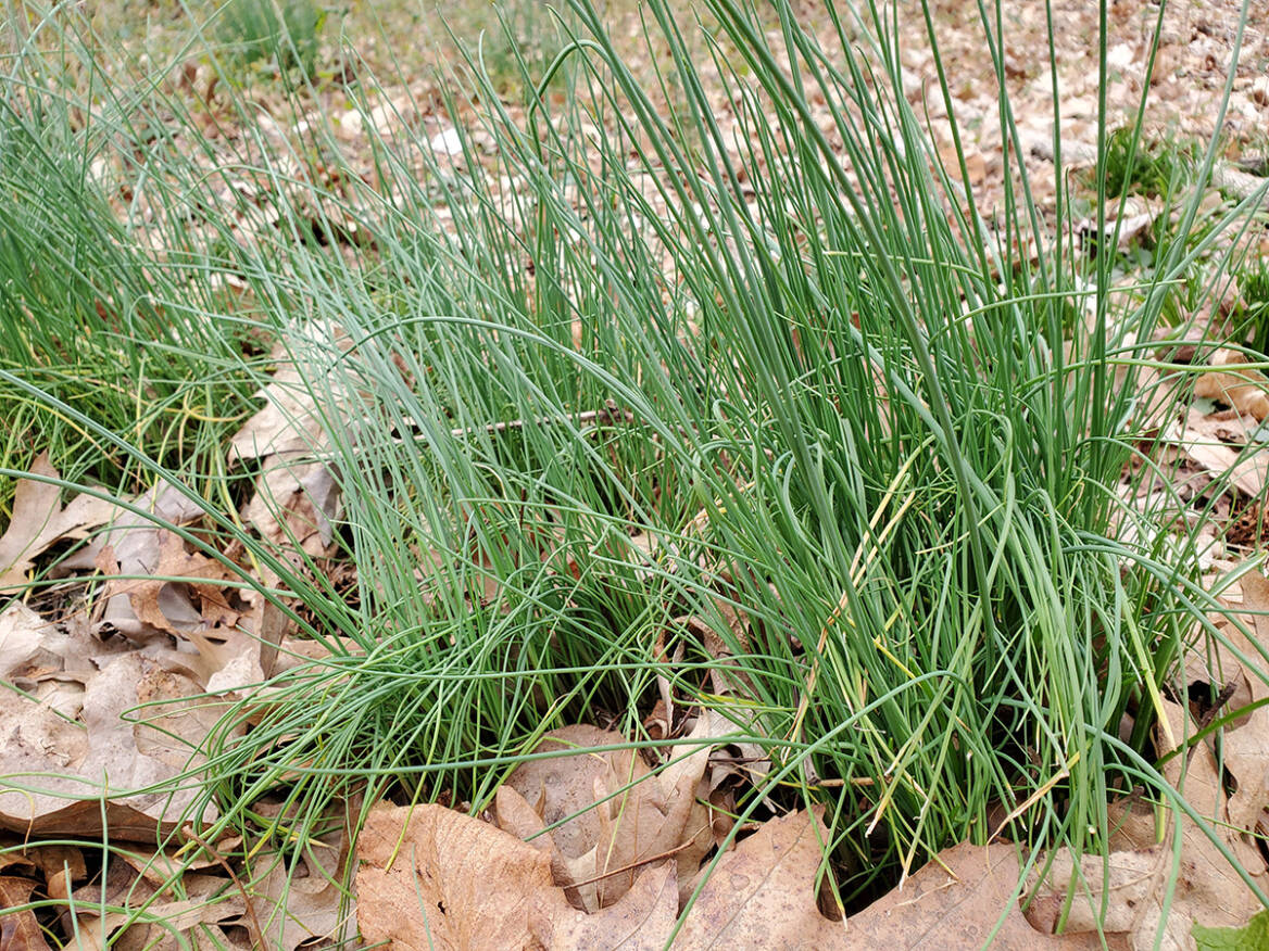 Field Garlic: A Sustainable Alternative to Ramps - Gardenista