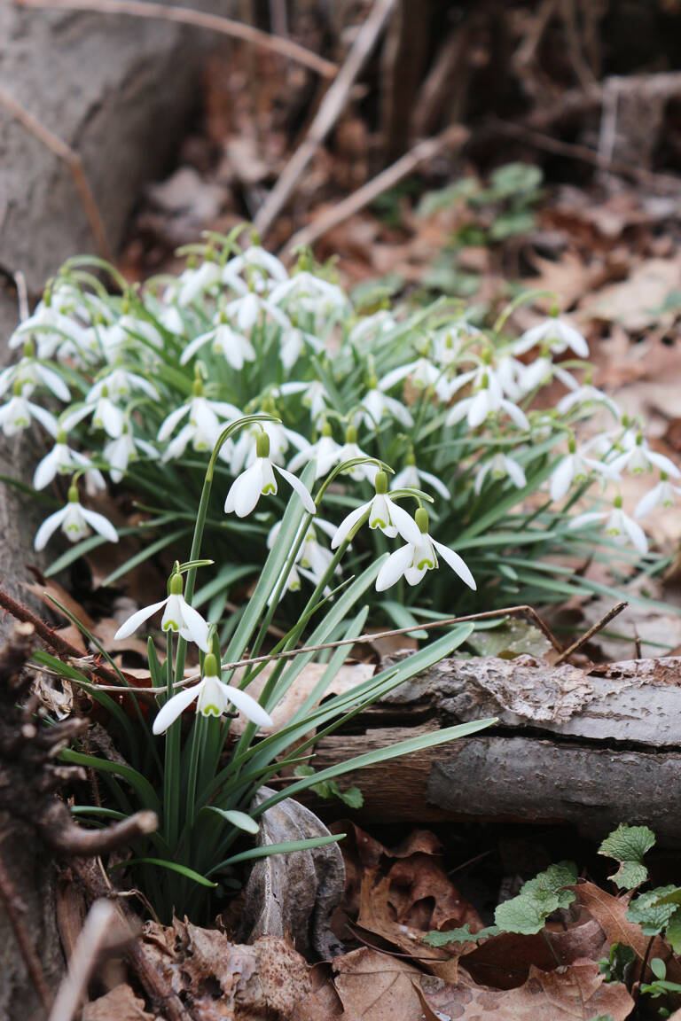 Harbingers of Spring: 11 Early Flowers to Cheer Our Chilly Souls ...