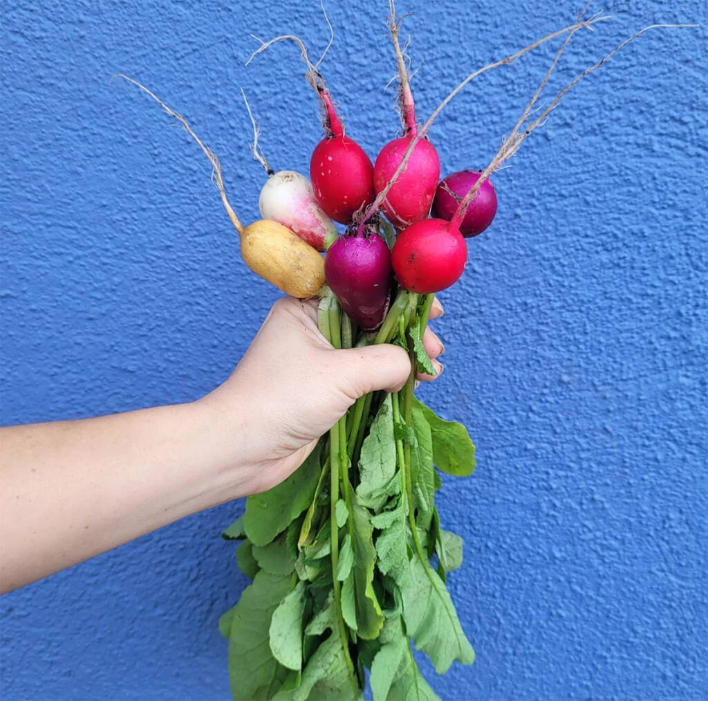 Radishes: Early, Easy, Delicious - Gardenista