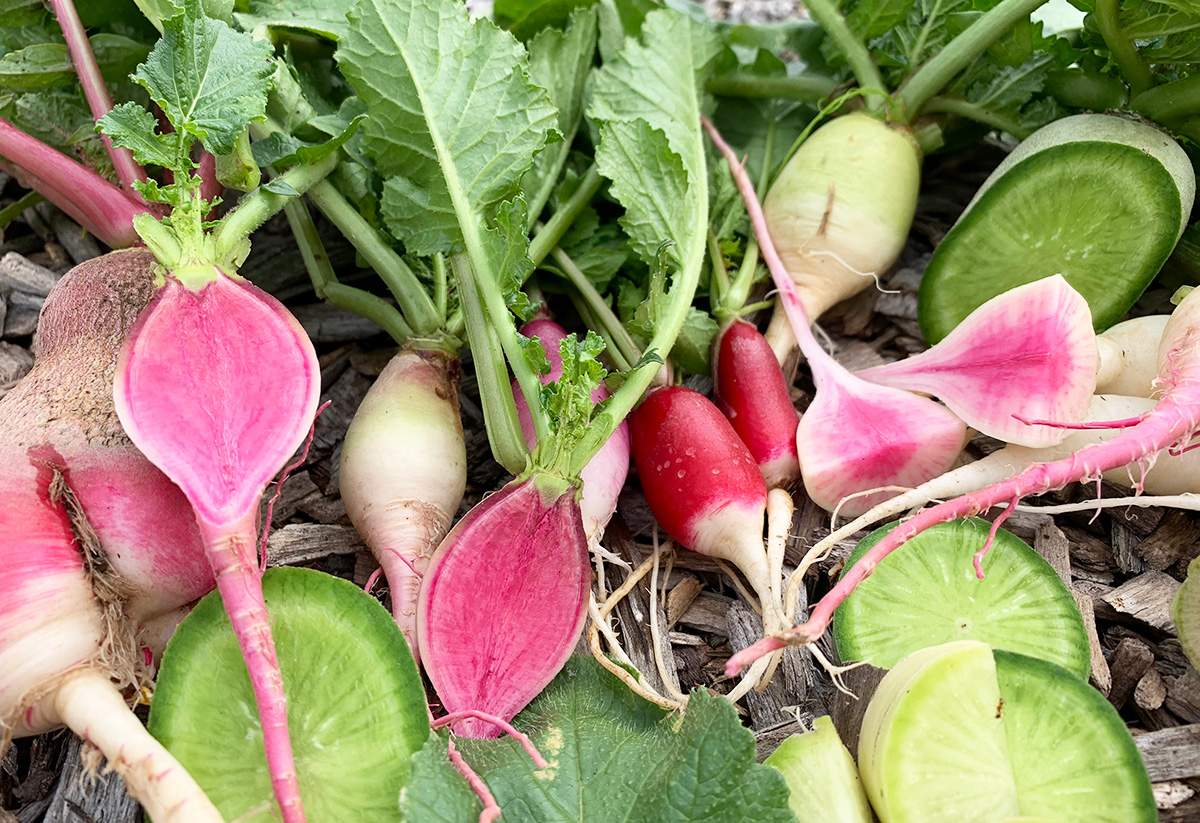 Radishes: Early, Easy, Delicious - Gardenista