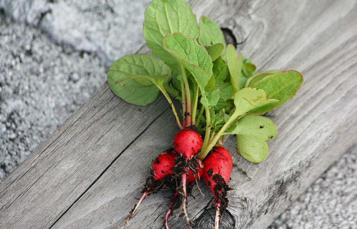 5 Easy to Grow Vegetables that Thrive on Benign Neglect