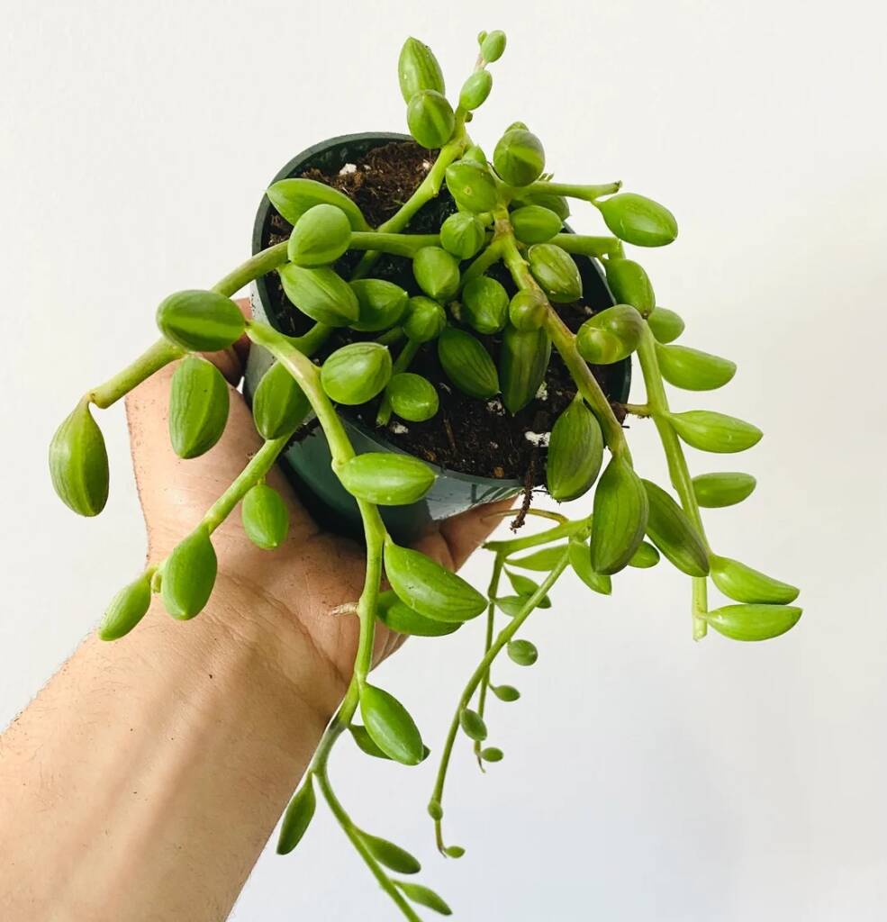 Gardening 101: String of Watermelon - Gardenista