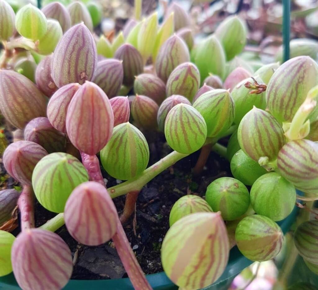 Gardening 101: String of Watermelon - Gardenista