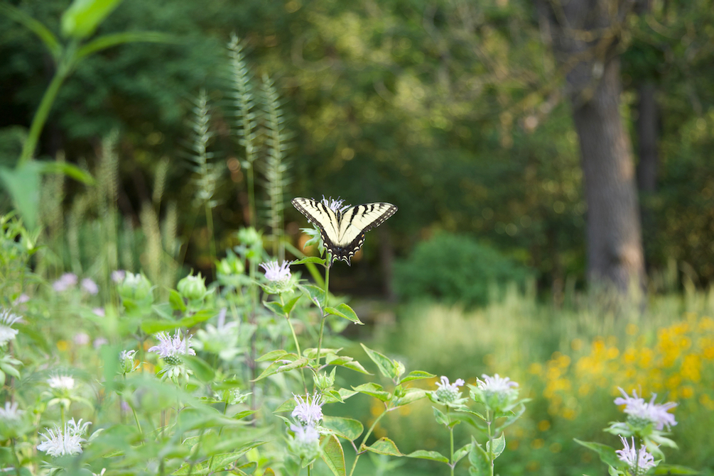 Garden Visit: Refugia's Quiet Revolution in Philadelphia's Suburbs ...