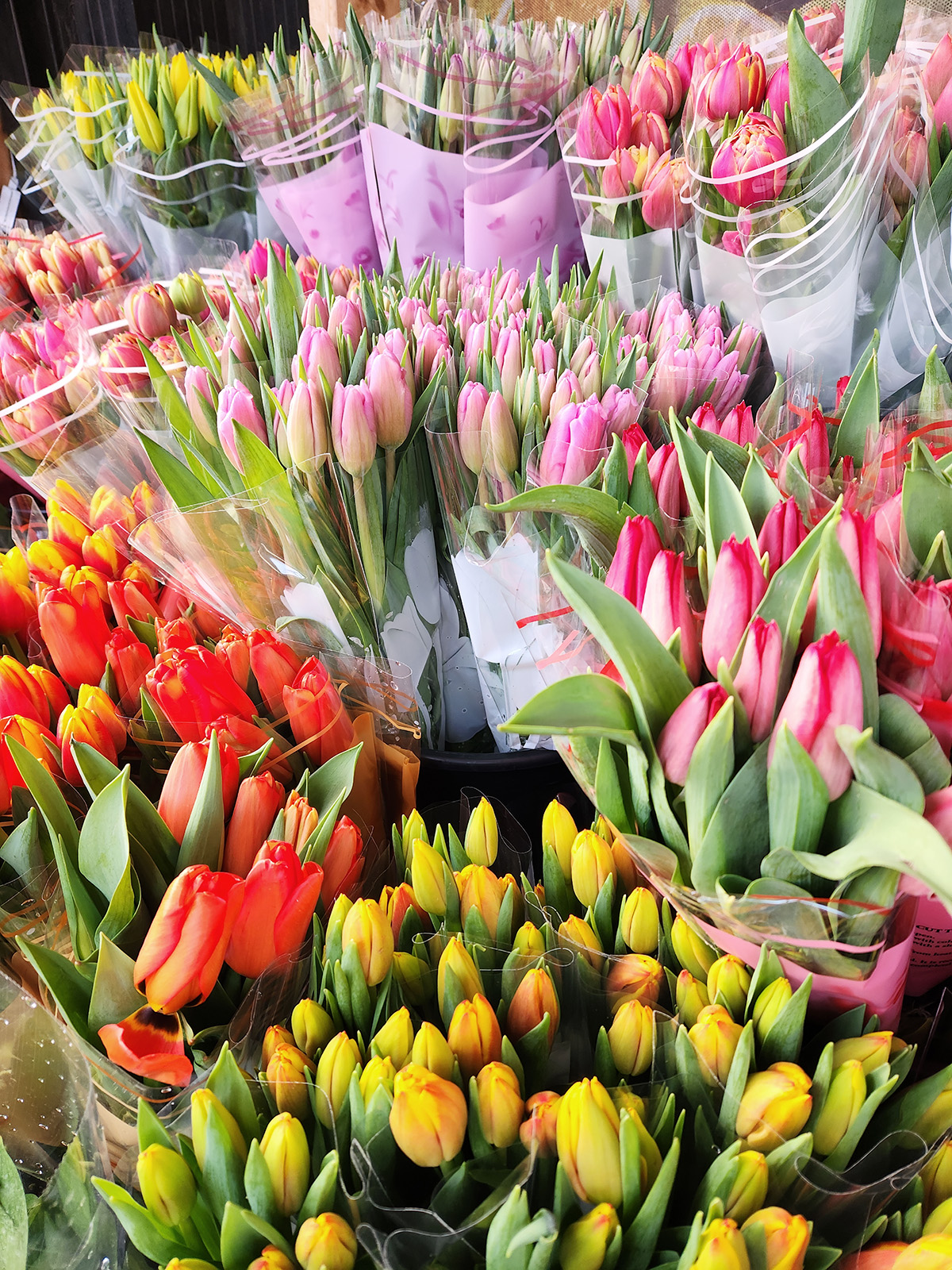 Choose tulips so that they stay fresh as long as possible