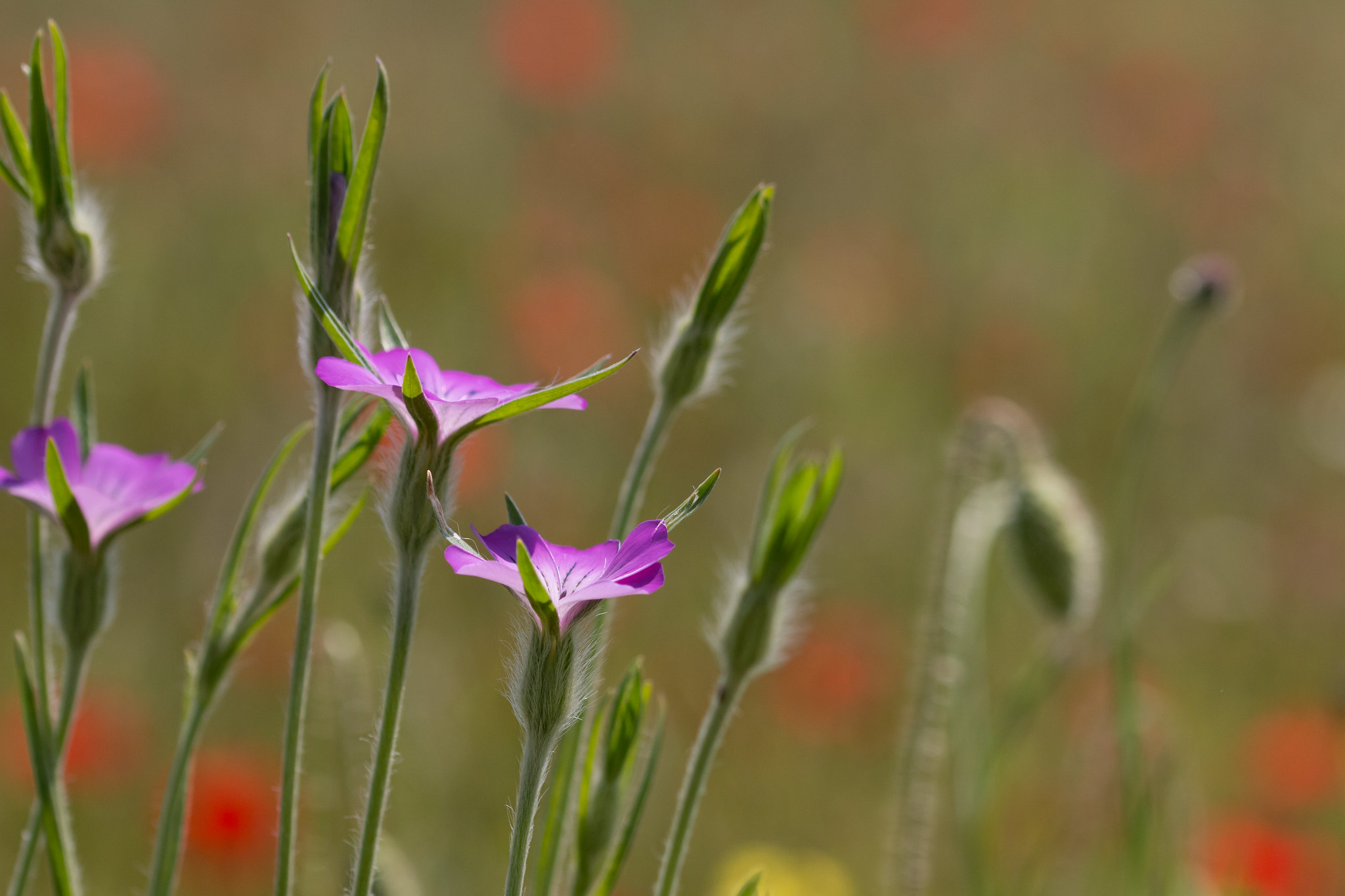 Gardening 101: Corn Cockle - Gardenista