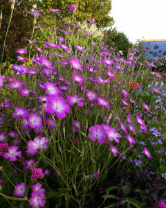 Gardening 101: Corn Cockle - Gardenista